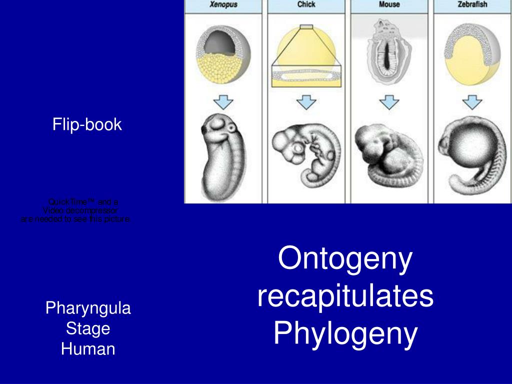 PPT - Mammals: Mus musculus Homo sapiens PowerPoint Presentation, free ...