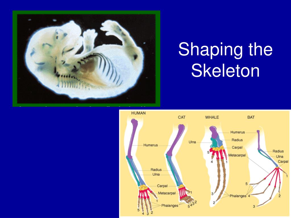 PPT - Mammals: Mus musculus Homo sapiens PowerPoint Presentation, free ...