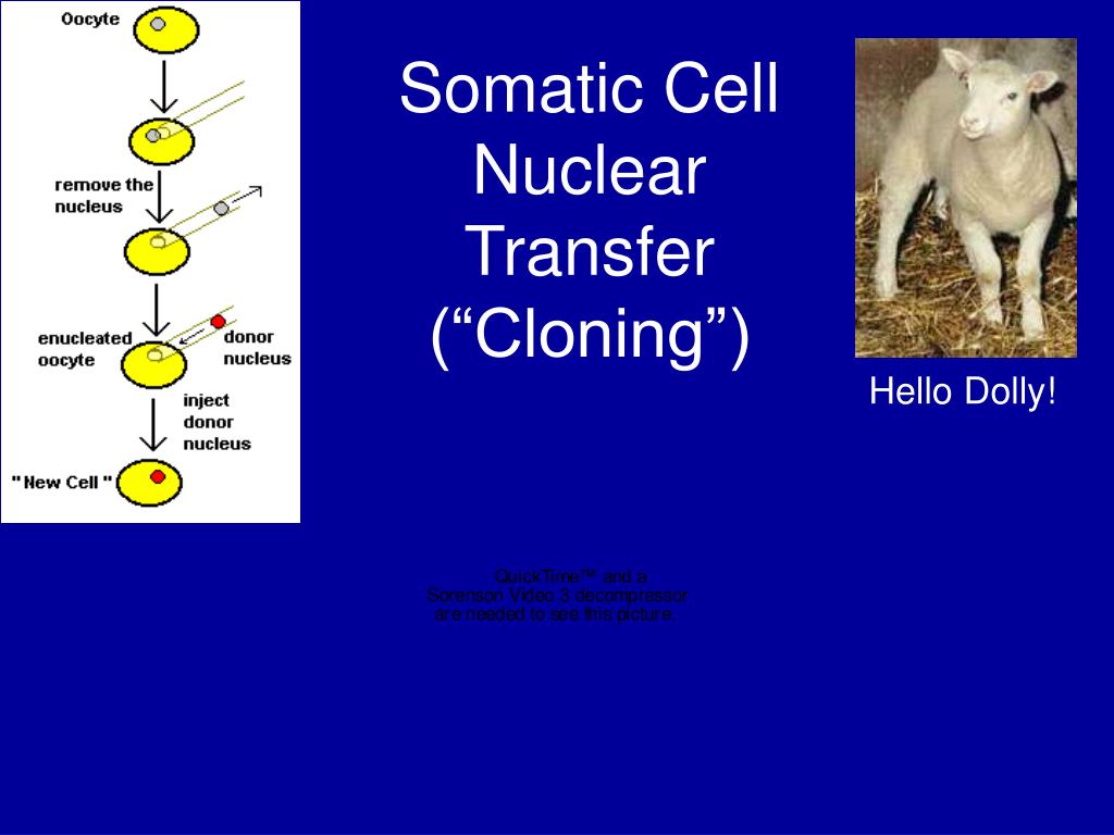 PPT - Mammals: Mus musculus Homo sapiens PowerPoint Presentation, free ...