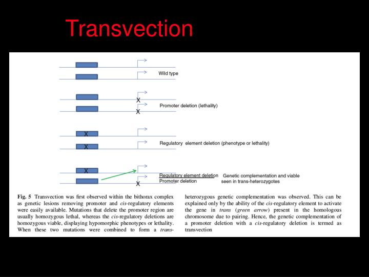 PPT - Transvection PowerPoint Presentation, free download - ID:3310778