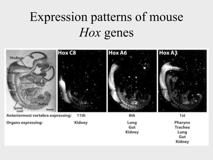 PPT - Homeotic genes in Drosophila body patterning PowerPoint ...