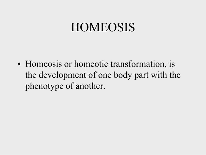 PPT - Homeotic genes in Drosophila body patterning PowerPoint ...