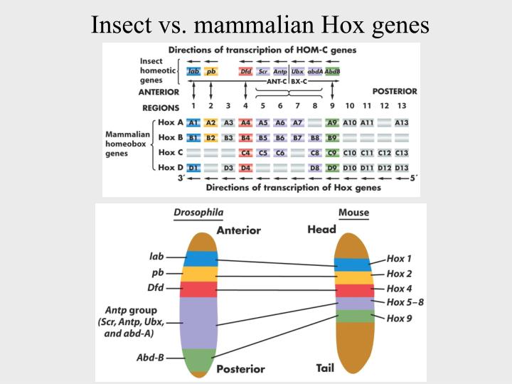 PPT - Homeotic genes in Drosophila body patterning PowerPoint ...