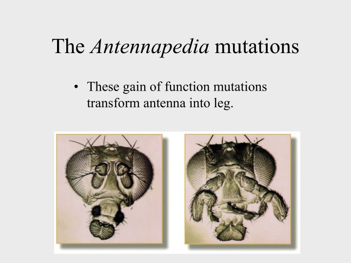 PPT - Homeotic genes in Drosophila body patterning PowerPoint ...