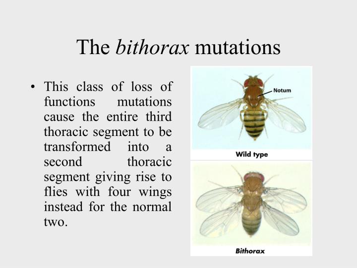 PPT - Homeotic genes in Drosophila body patterning PowerPoint ...