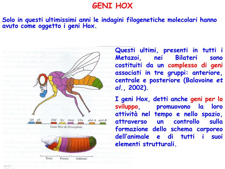 PPT - GENI HOX PowerPoint Presentation, free download - ID:3310783