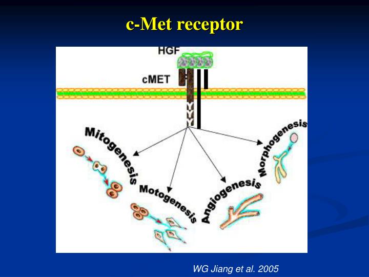PPT - The c-Met receptor contributes to motility and invasion in high ...