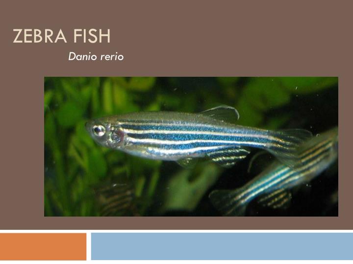 PPT - Zebra Fish PowerPoint Presentation, free download - ID:3310849
