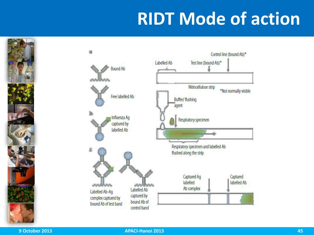 PPT - Diagnosis and Management of Influenza PowerPoint Presentation ...