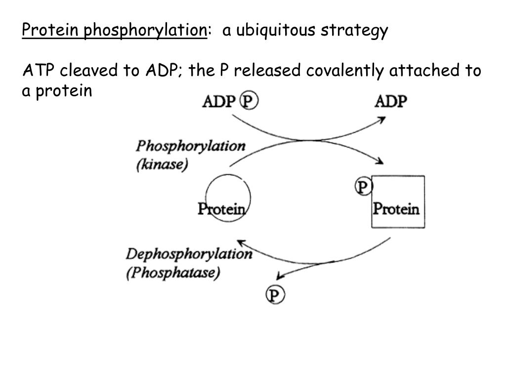 PPT - This class: Regulation of protein activities (1) What is a ...