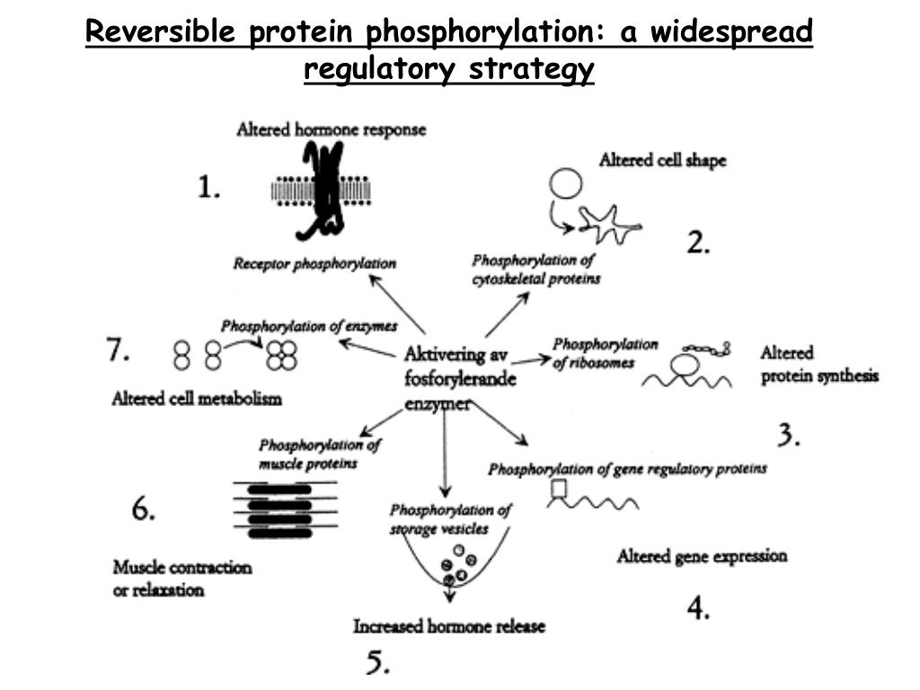 PPT - This class: Regulation of protein activities (1) What is a ...