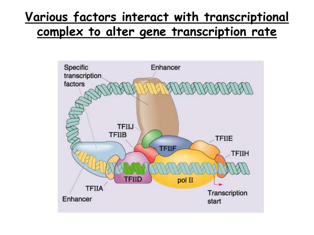 PPT - This class: Regulation of protein activities (1) What is a ...