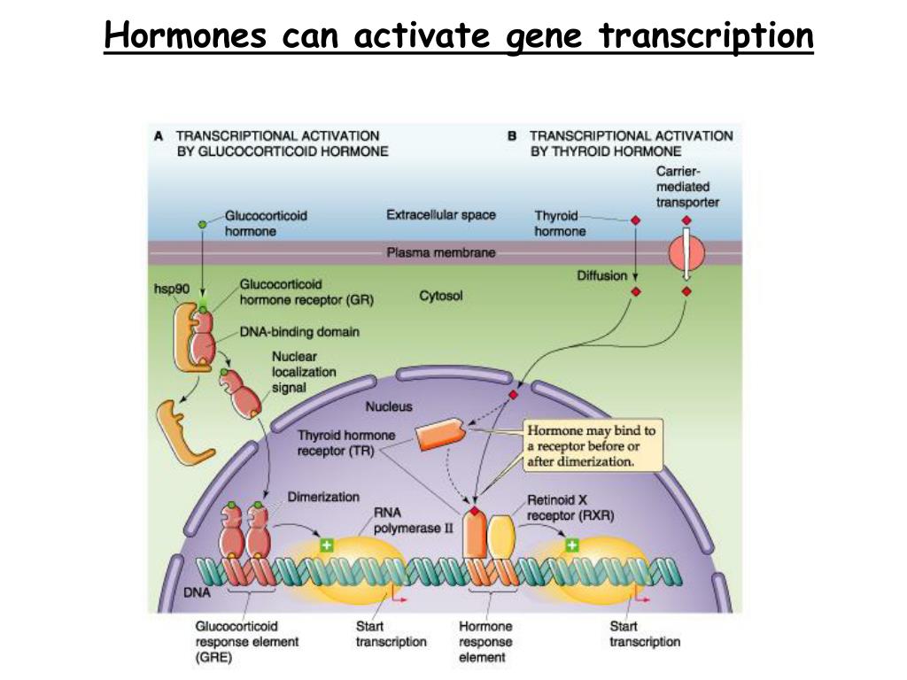 PPT - This class: Regulation of protein activities (1) What is a ...
