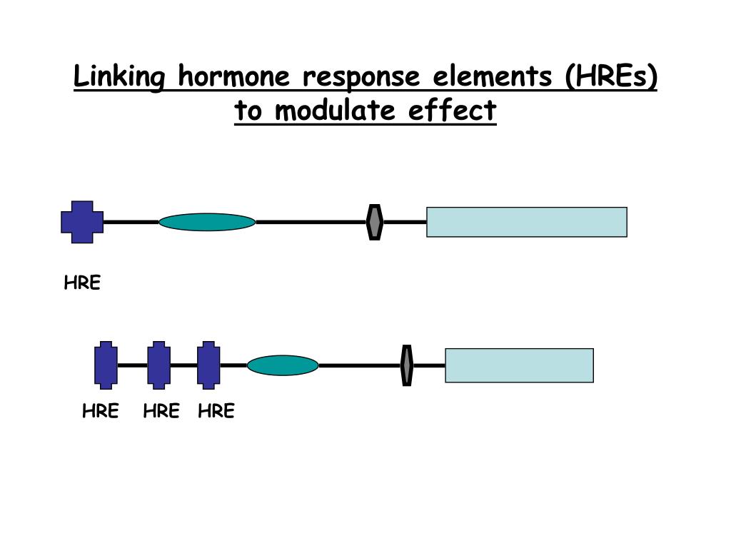 PPT - This class: Regulation of protein activities (1) What is a ...
