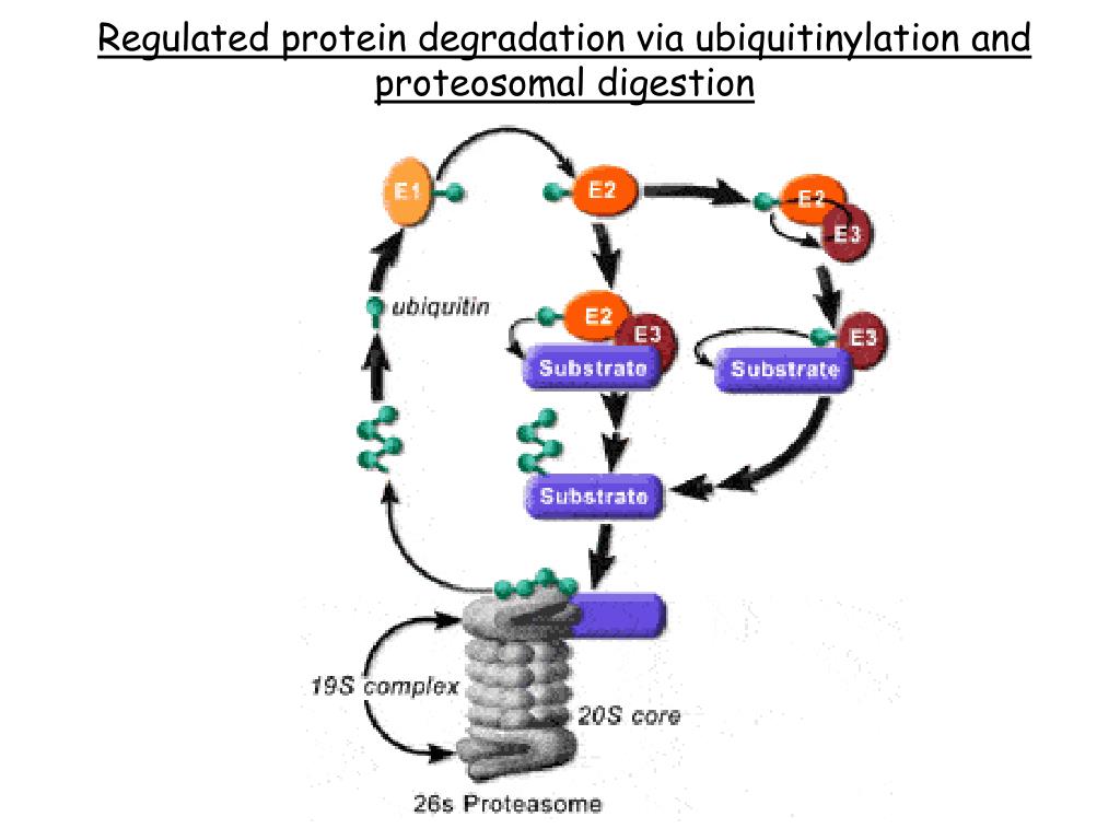 PPT - This class: Regulation of protein activities (1) What is a ...
