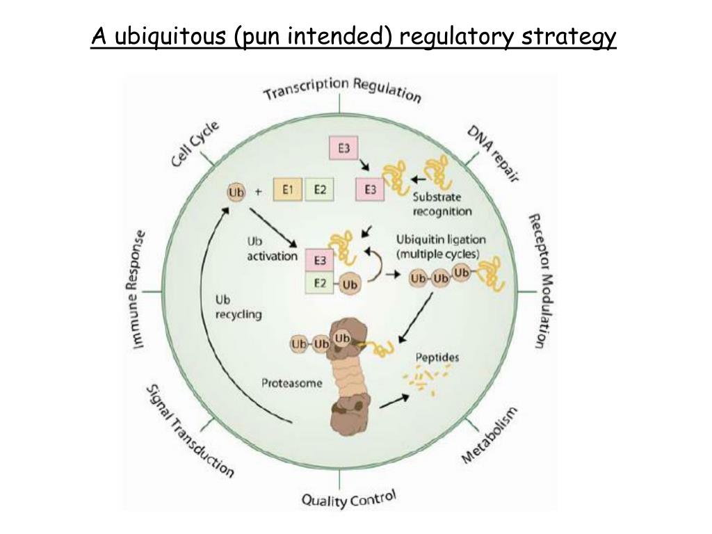 PPT - This class: Regulation of protein activities (1) What is a ...