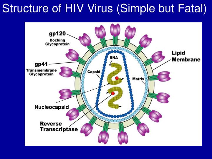 Simple Virus Structure