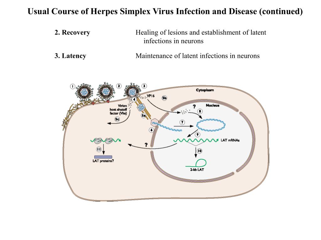 PPT - Human Herpesviruses (Chapters 41 and 42) Double-stranded DNA ...