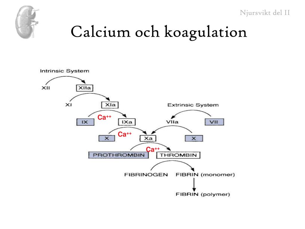 PPT - Njurfysiologi och behandling av njursvikt PowerPoint Presentation ...