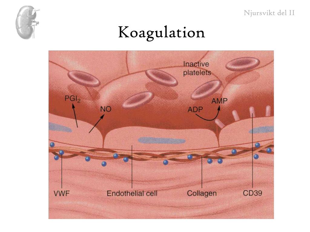 PPT - Njurfysiologi och behandling av njursvikt PowerPoint Presentation ...