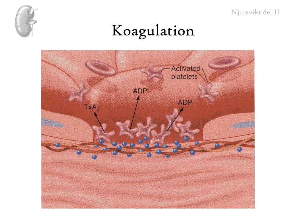 PPT - Njurfysiologi och behandling av njursvikt PowerPoint Presentation ...