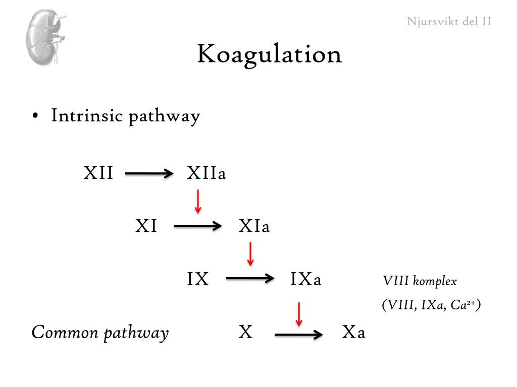 PPT - Njurfysiologi och behandling av njursvikt PowerPoint Presentation ...