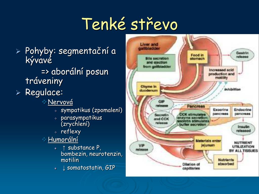 PPT - Fyziologie trávení a vstřebávání PowerPoint Presentation, free ...