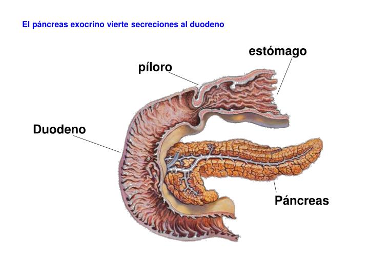 PPT - PÁNCREAS PowerPoint Presentation - ID:3314671