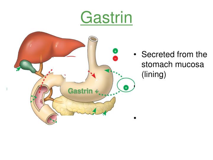 Ppt Hormonal Control Of Digestion Powerpoint Presentation Id 3314672