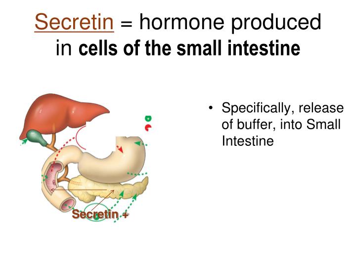 Ppt Hormonal Control Of Digestion Powerpoint Presentation Id 3314672