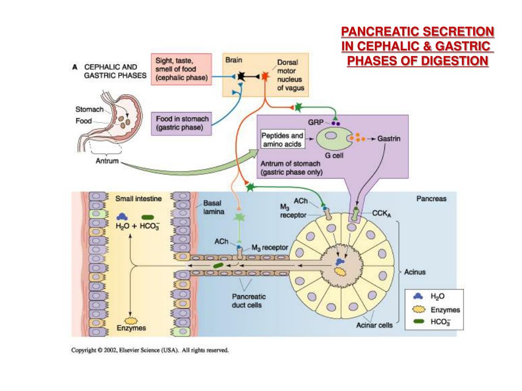 PPT - GI Physiology V: The Liver and Pancreas PowerPoint Presentation ...