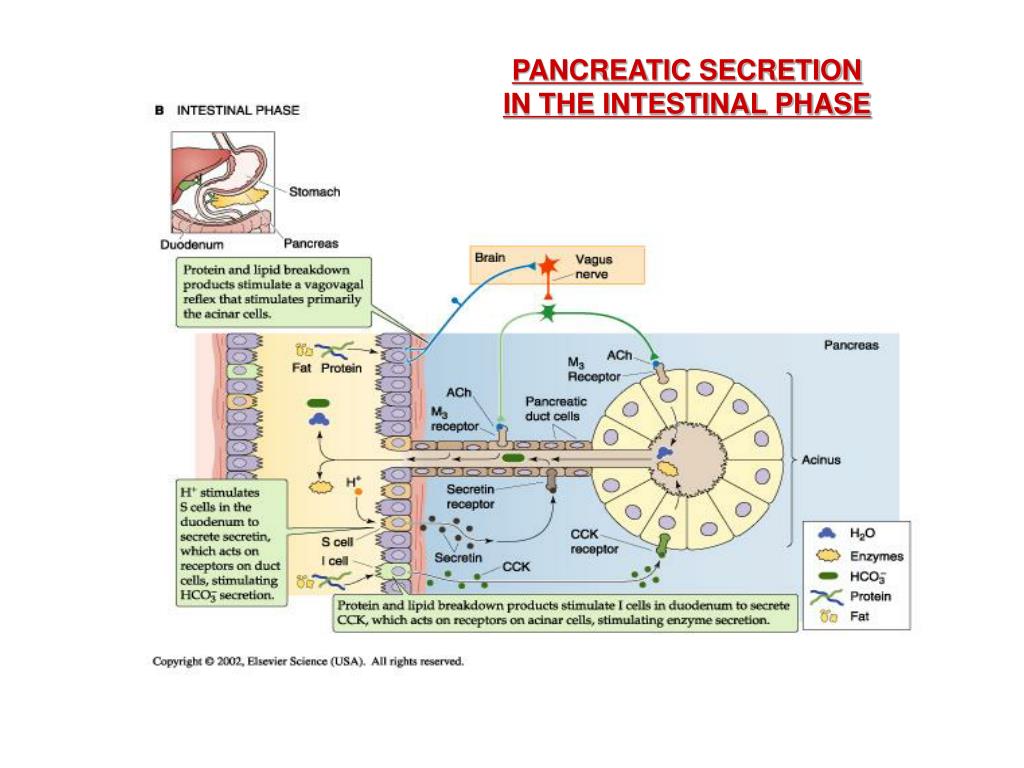 PPT - GI Physiology V: The Liver and Pancreas PowerPoint Presentation ...