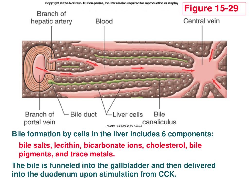 PPT - GI Physiology V: The Liver and Pancreas PowerPoint Presentation ...