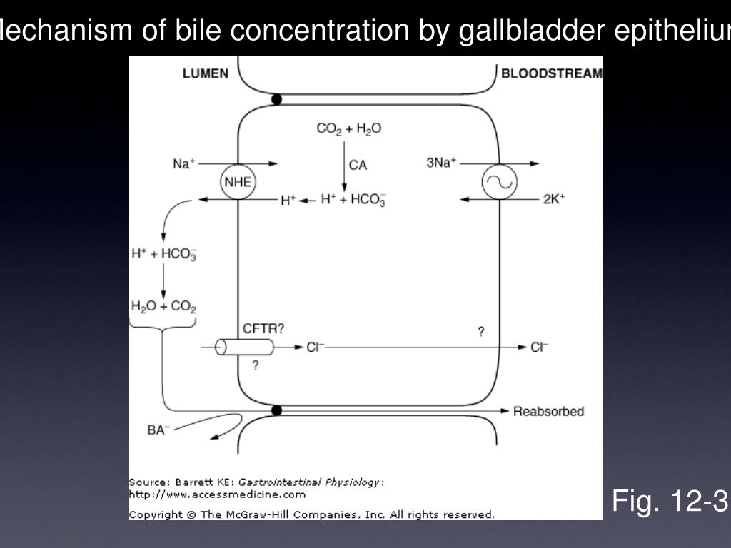 PPT - GI Physiology V: The Liver and Pancreas PowerPoint Presentation ...