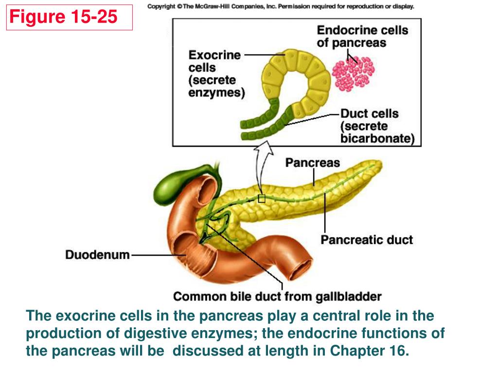 PPT - GI Physiology V: The Liver and Pancreas PowerPoint Presentation ...