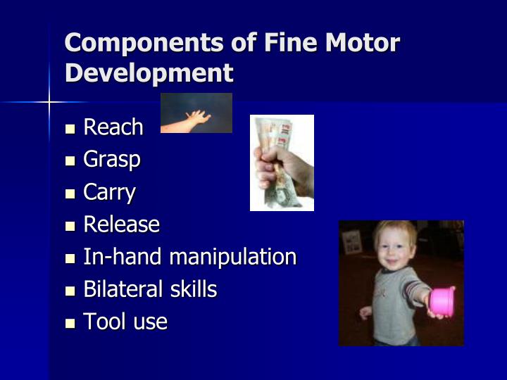 PPT - Physical Growth and Development PowerPoint Presentation - ID:3315413