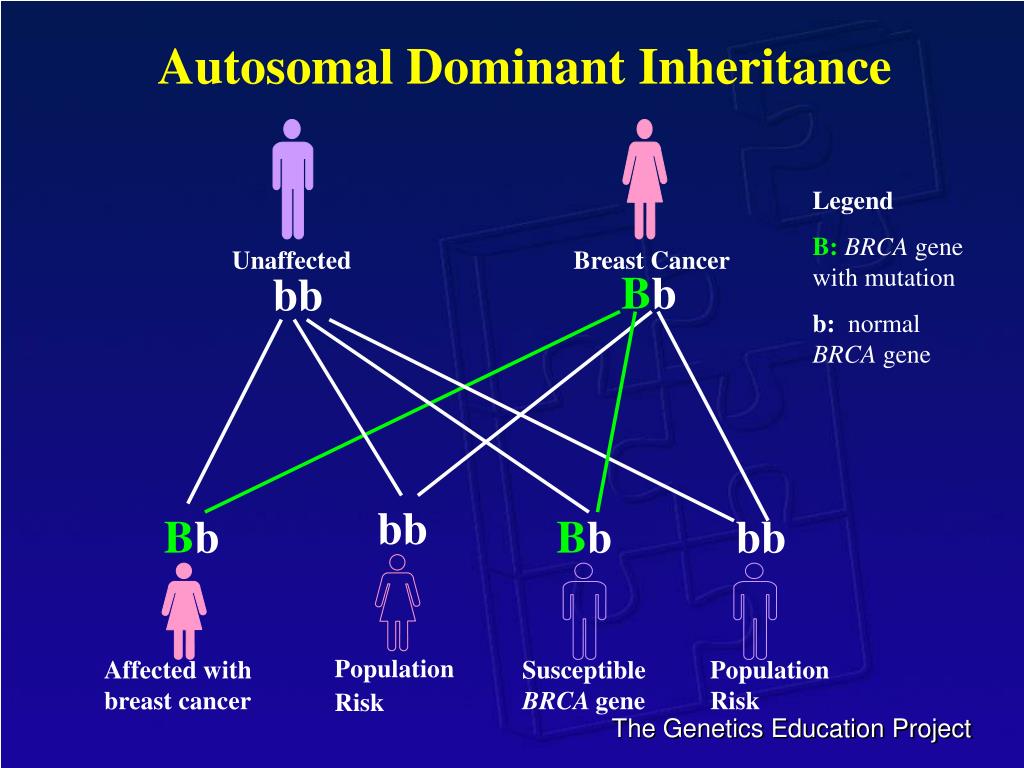 PPT - Hereditary Breast/Ovarian Cancer PowerPoint Presentation, free ...