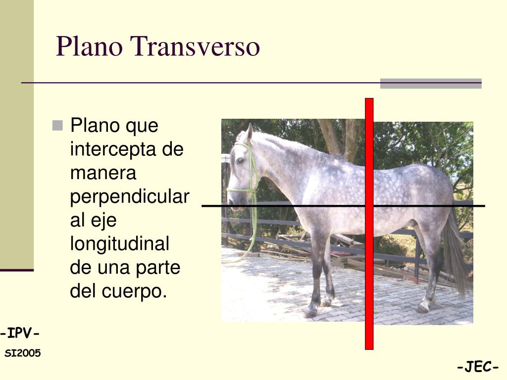 PPT - IPV Introducción a la Practica Veterinaria PowerPoint ...