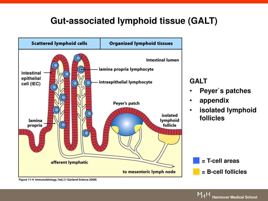 PPT - The gut microbiota shapes intestinal immune response during ...