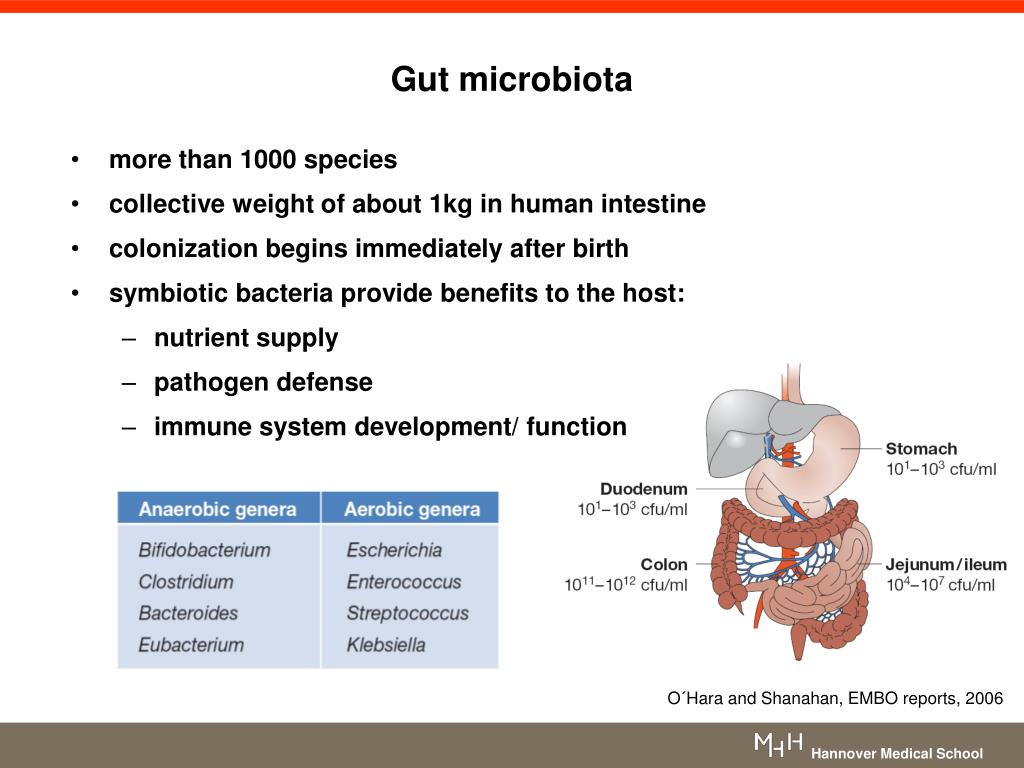 PPT - The gut microbiota shapes intestinal immune response during ...