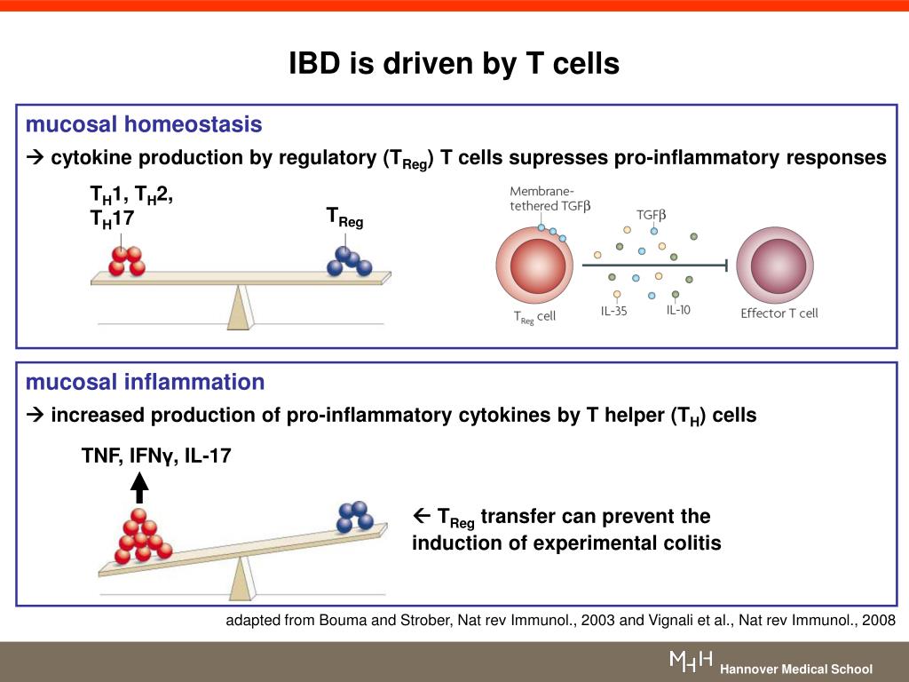 PPT - The gut microbiota shapes intestinal immune response during ...