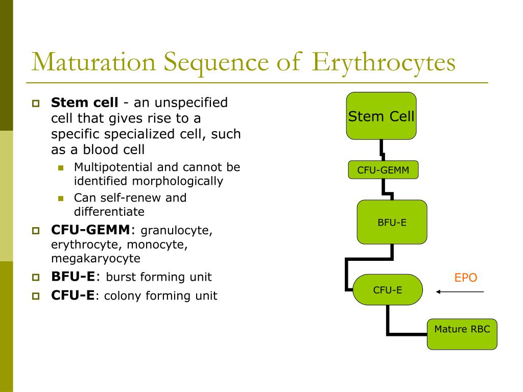 PPT - MLAB 1315- Hematology Keri Brophy-Martinez PowerPoint ...