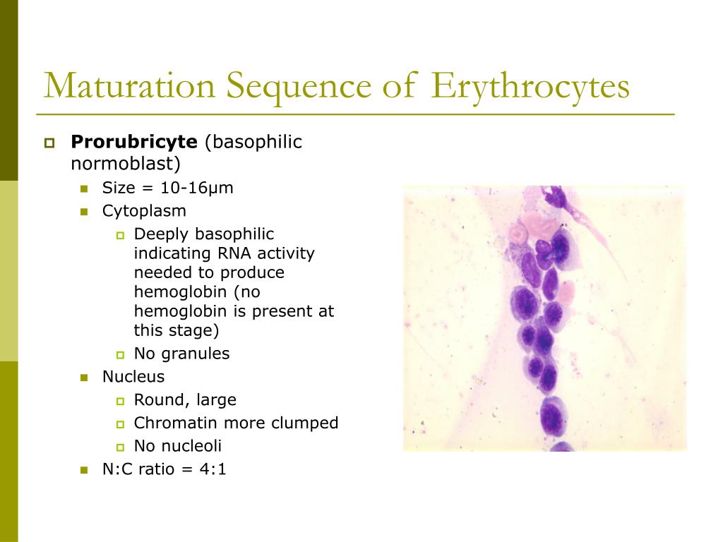 PPT - MLAB 1315- Hematology Keri Brophy-Martinez PowerPoint ...