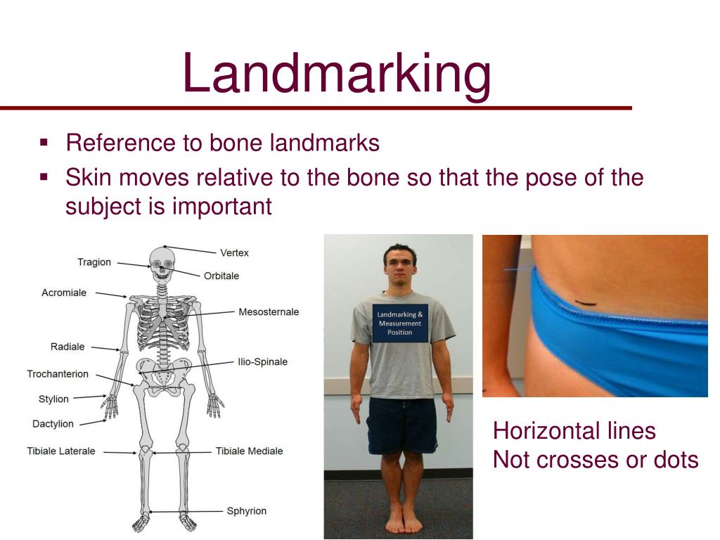 PPT - BPK 303 Kinanthropometry Spring 2014 Instructor: Dr. Richard Ward ...