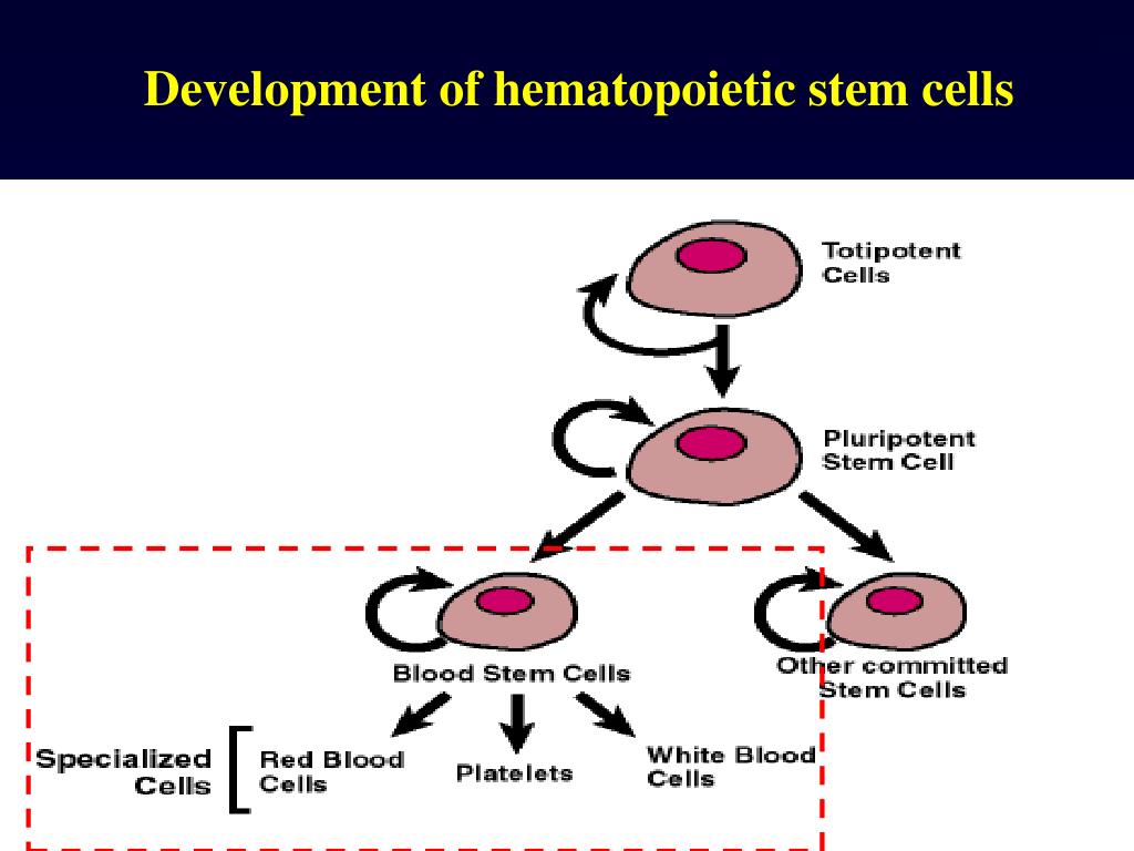 PPT - Childhood hematopoiesis and hematological features PowerPoint ...