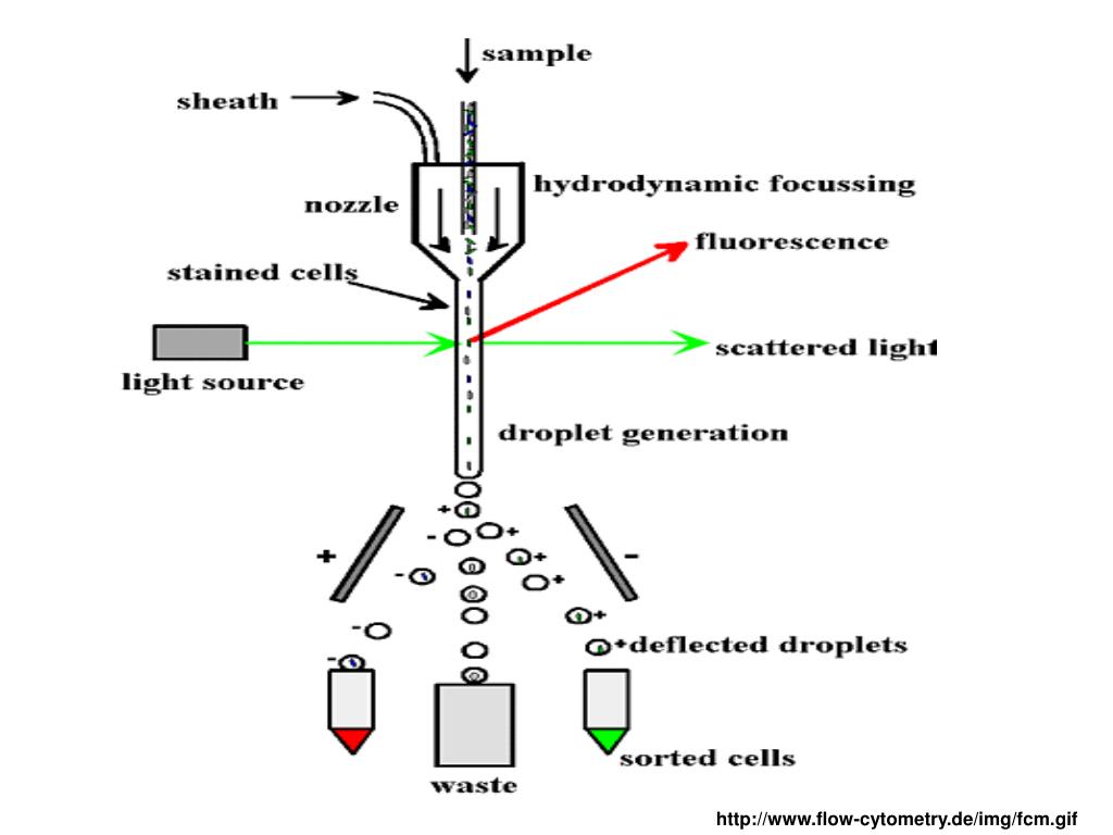 PPT - The Role of TCR gamma-delta T cells in Celiac Disease PowerPoint ...