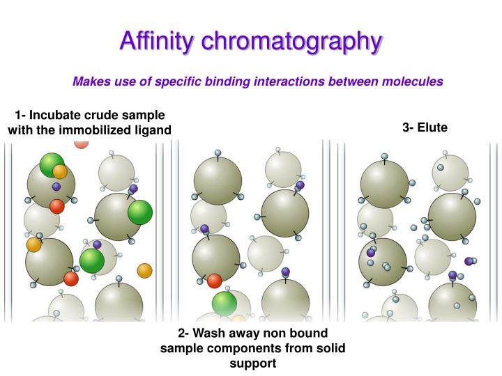 PPT - Protein Purification & Crystallization PowerPoint Presentation ...