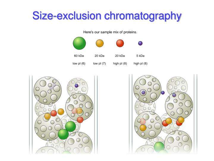 PPT - Protein Purification & Crystallization PowerPoint Presentation ...