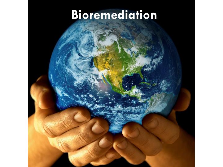 PPT - Bioremediation PowerPoint Presentation, free download - ID:3318032