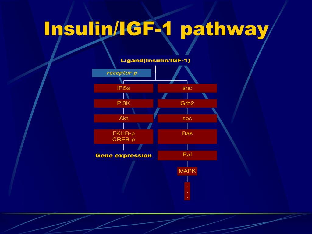 PPT - Regulation of protein phosphorylation by insulin/IGF-1 PowerPoint ...